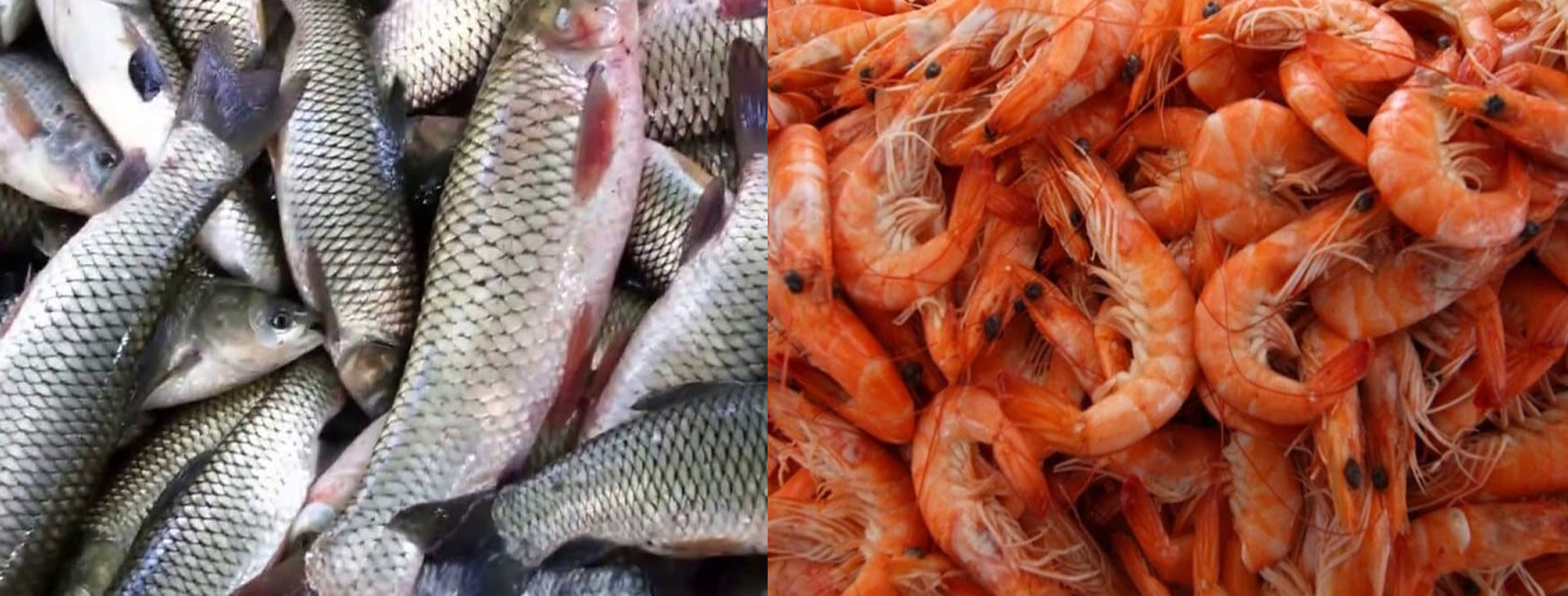 Front Page - BIOFLOC AFRICA